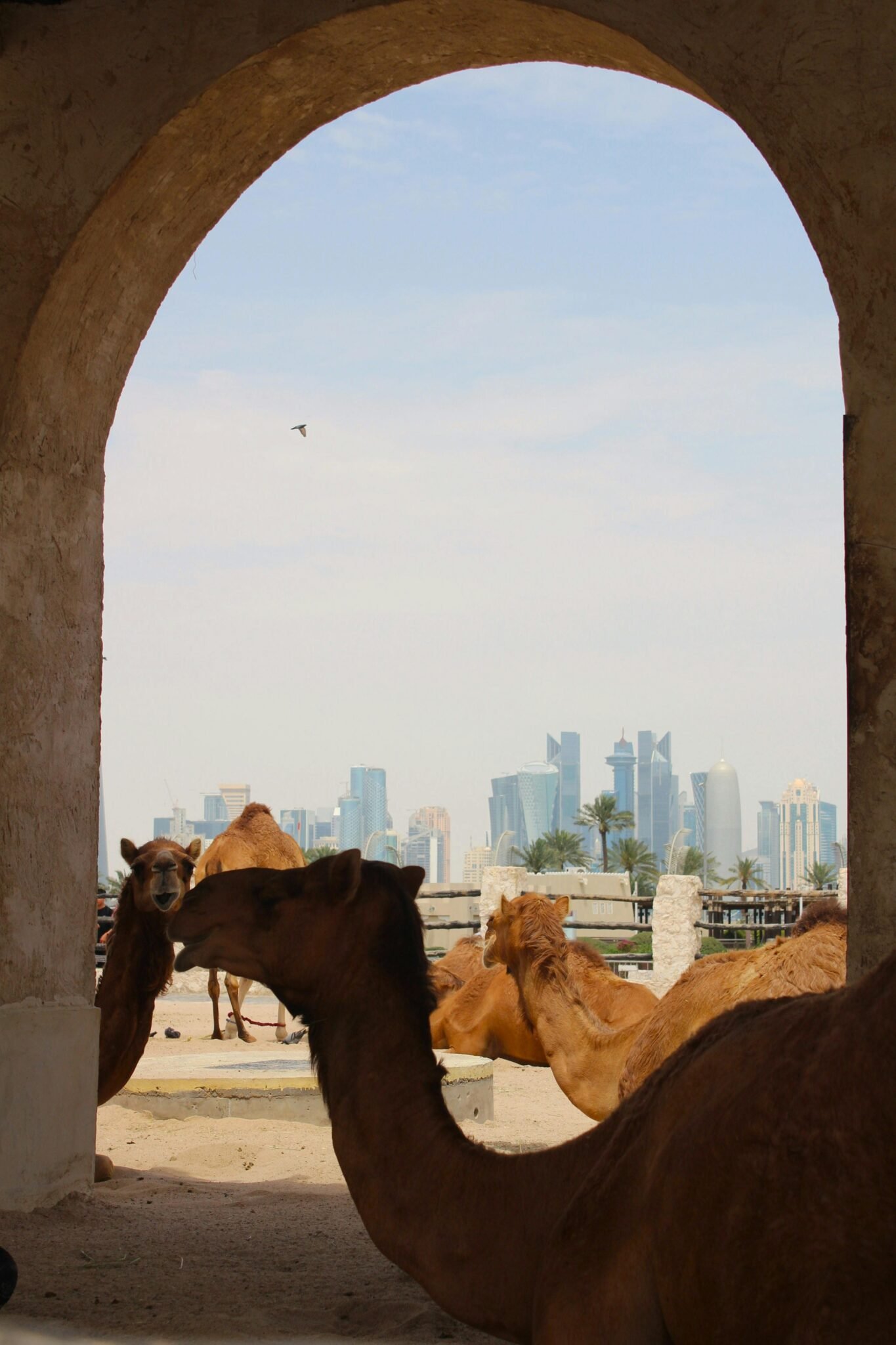 16 Things to Know Before Traveling to Doha, Qatar